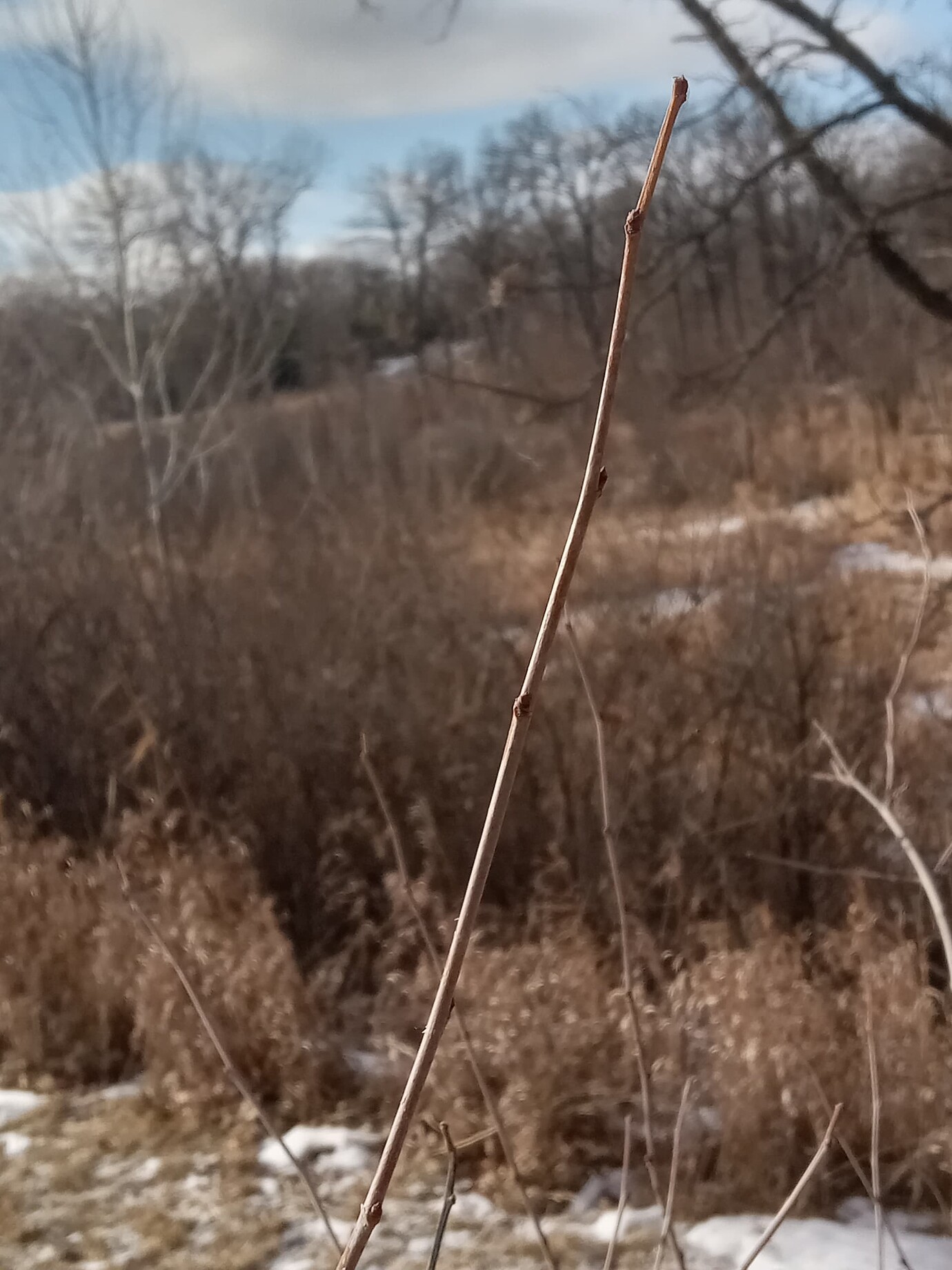 Trader mulberry - General Fruit Growing - Growing Fruit