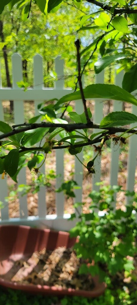 Plum curculio 2024 - General Fruit Growing - Growing Fruit