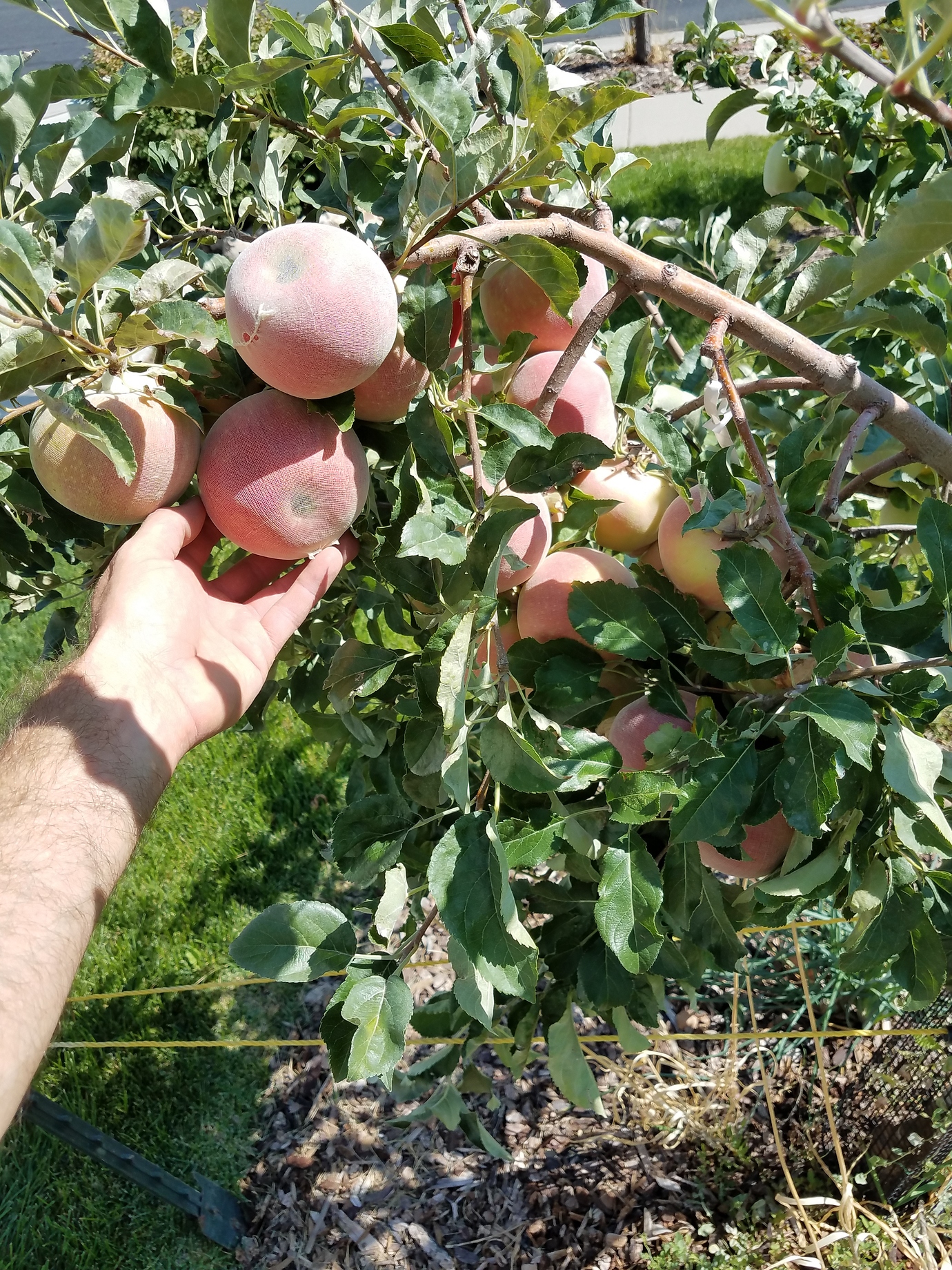 Loaded Multi-Graft Apple Tree - Pictures! - Growing Fruit