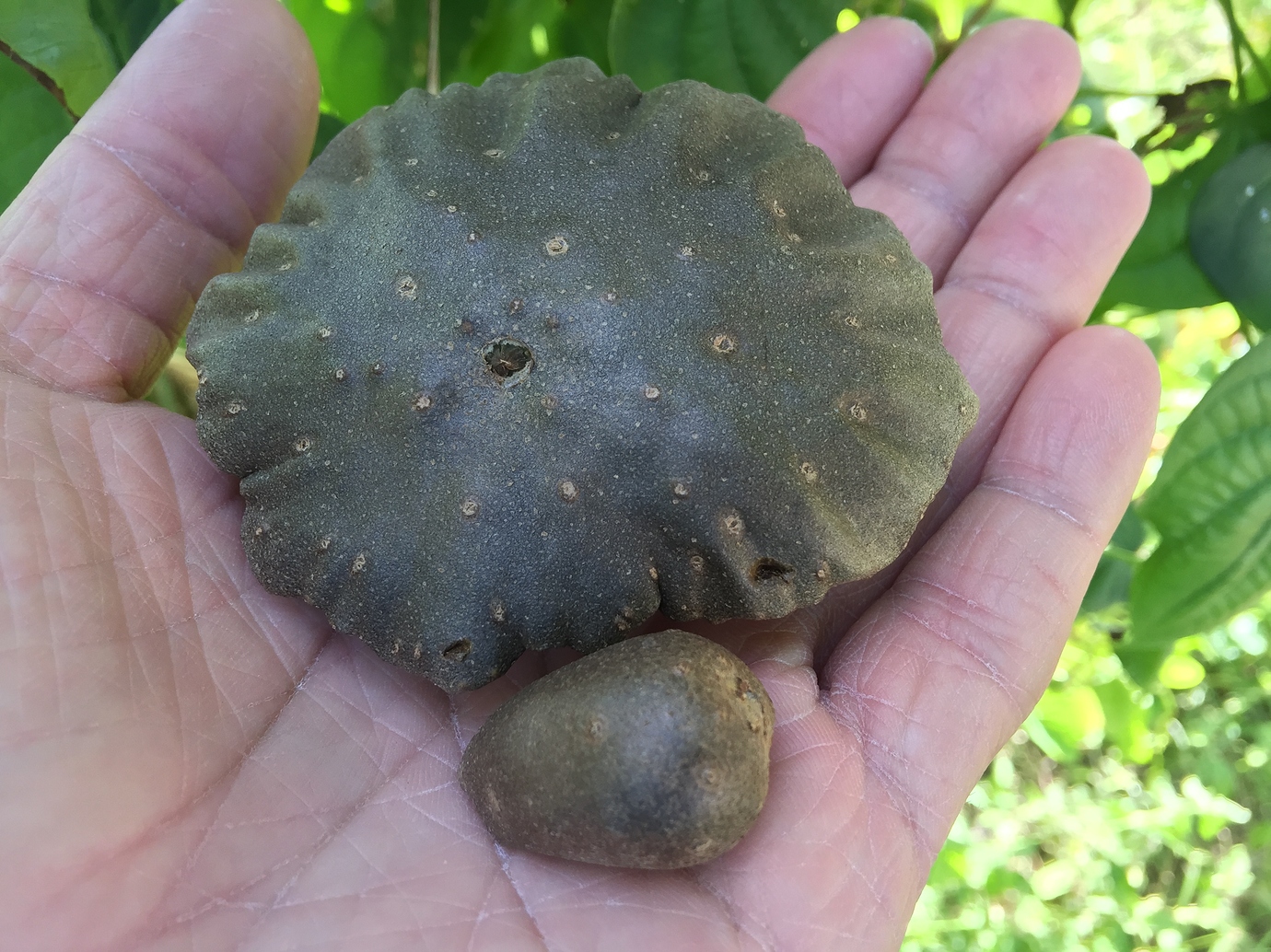 Anyone here growing edible Air Potatoes? (Dioscorea bulbifera ...