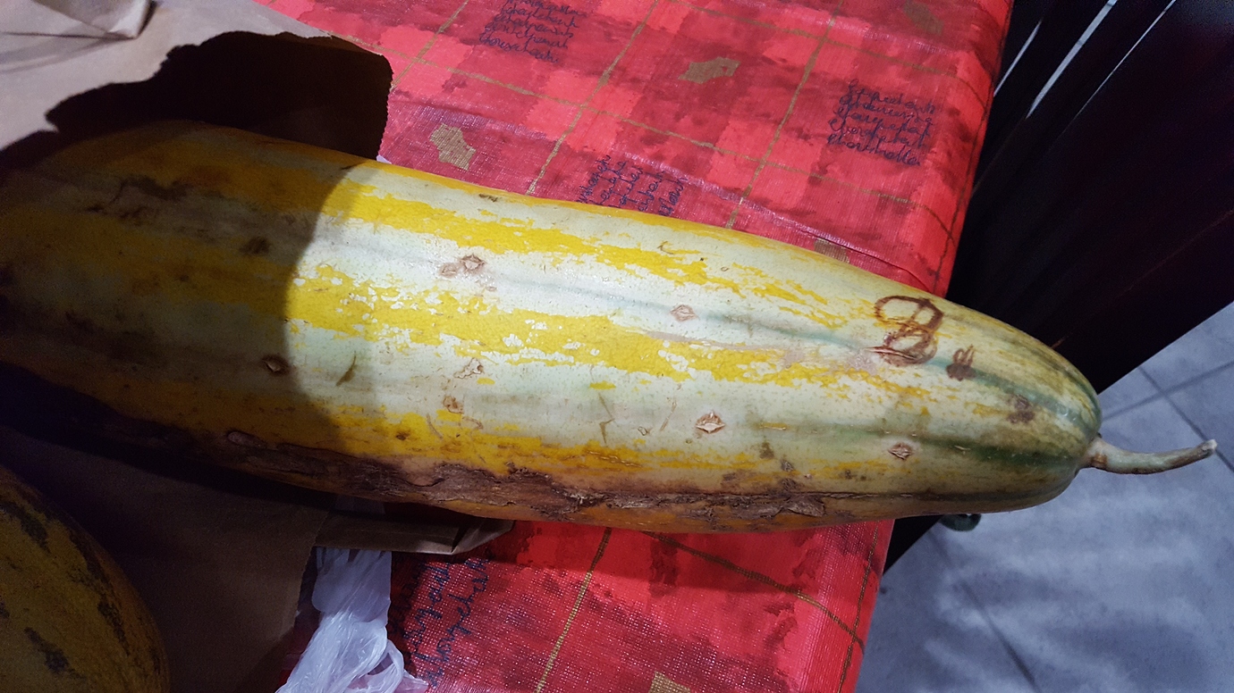 Cucumis Melon Var. Conomon Aka Dua Gang in Vietnam - General Gardening ...