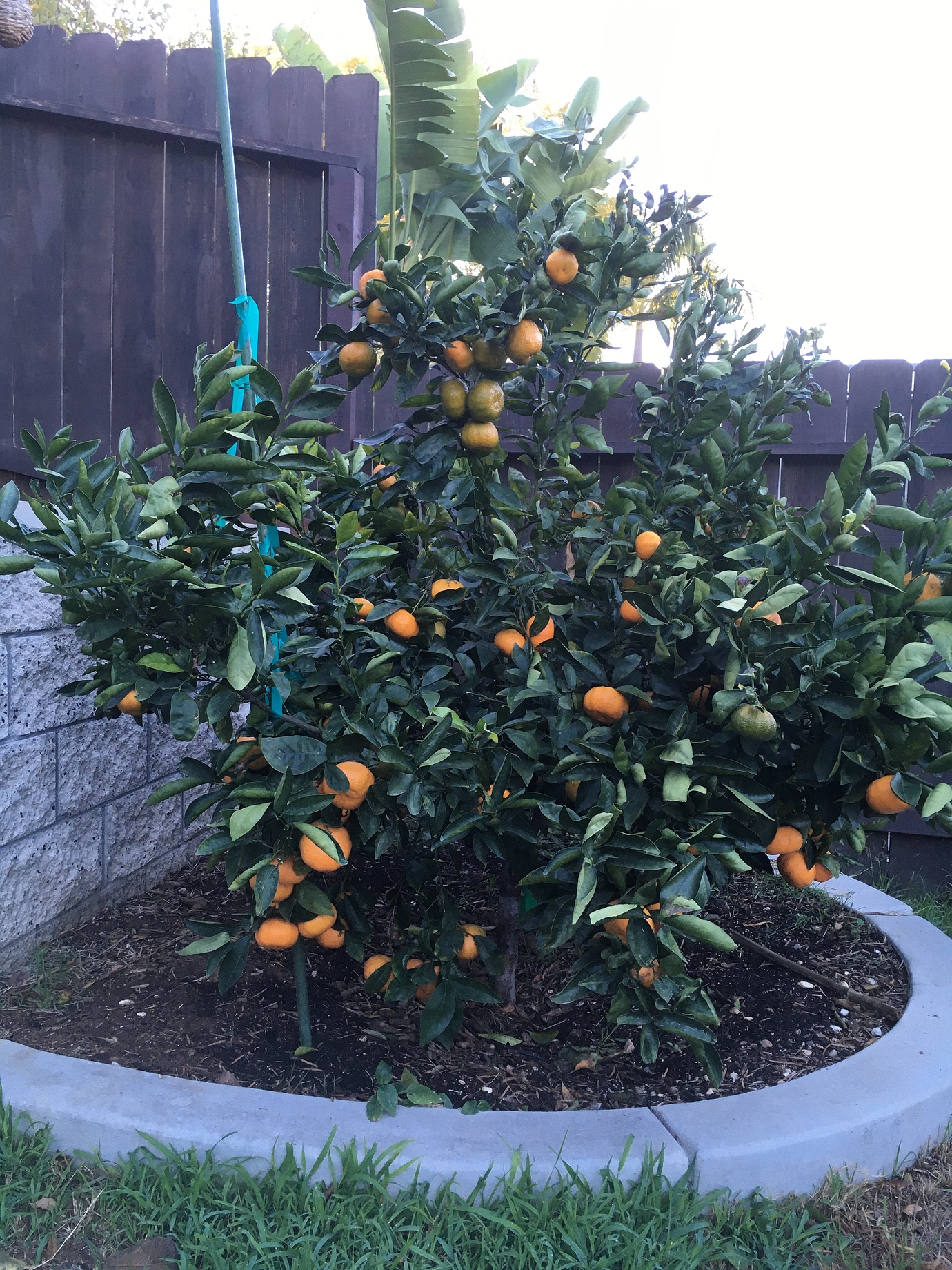 15 Gallon Gold Nugget Mandarin has been planted : ) - Pictures ...
