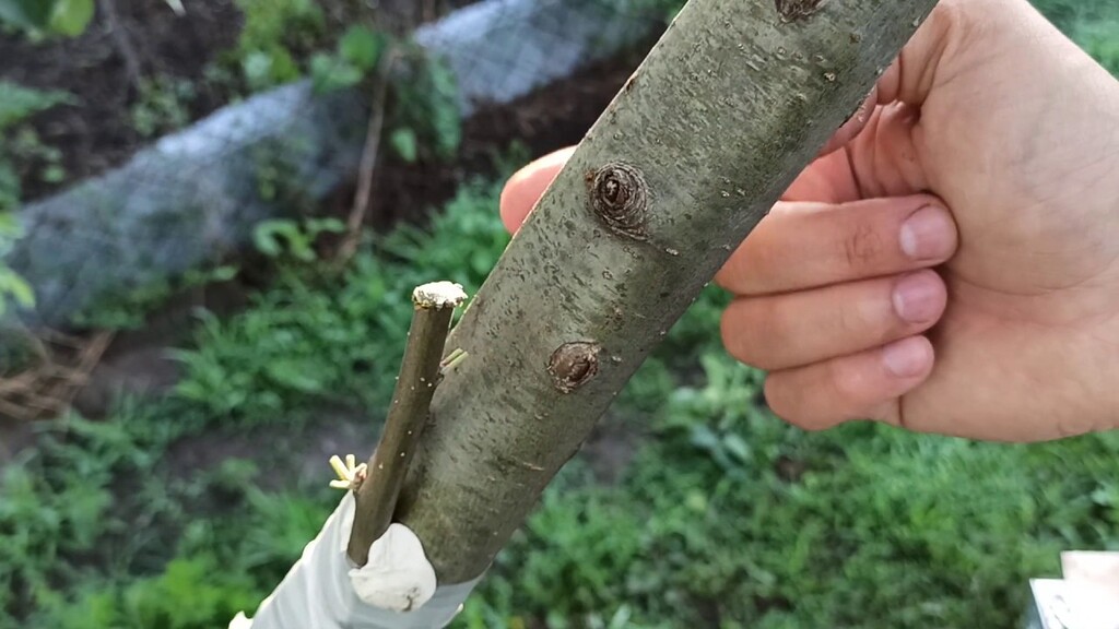 Summer Grafting Using Green Fresh Scion - General Fruit Growing ...
