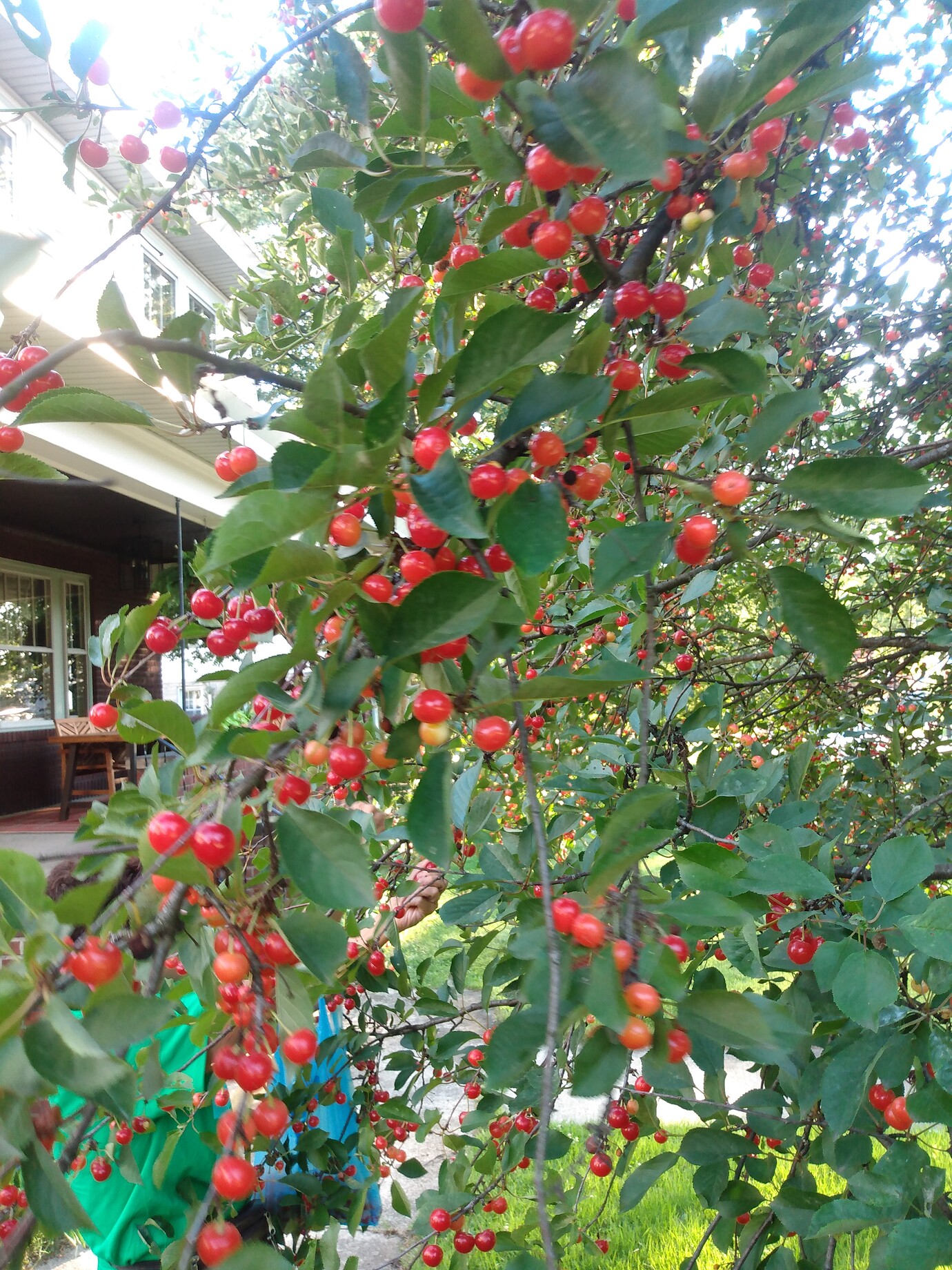 Sour cherry tree location - General Fruit Growing - Growing Fruit