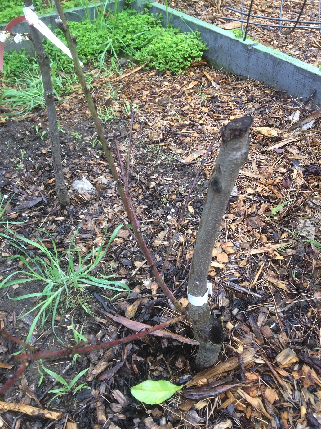 Sprouting near the base of the tree...not the top - General Fruit ...