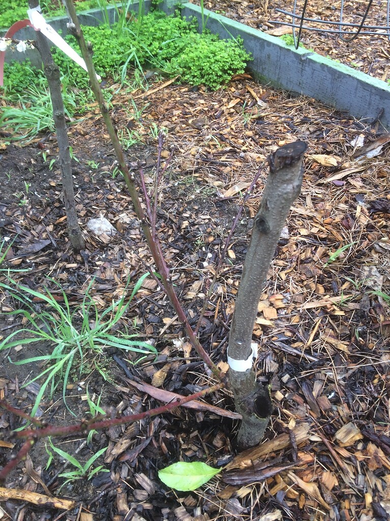 Sprouting near the base of the tree...not the top - General Fruit ...