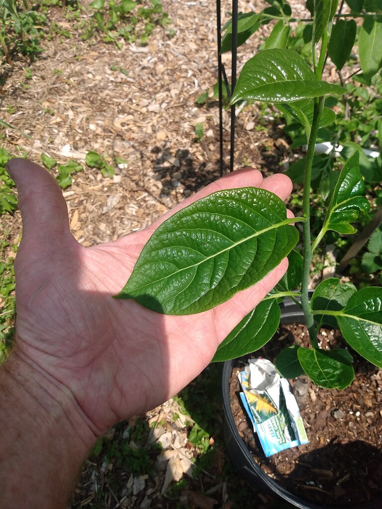 Prok persimmon id - General Fruit Growing - Growing Fruit