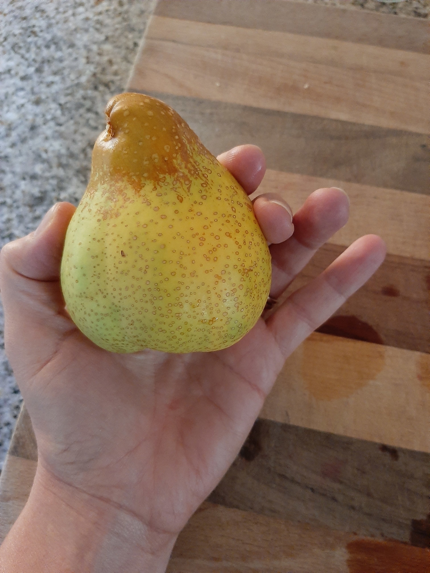Ya Li aka yali pear - General Fruit Growing - Growing Fruit