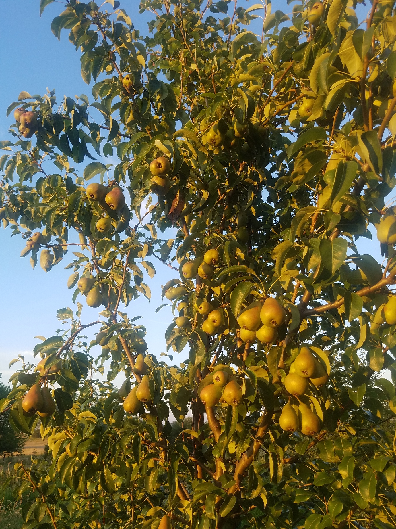 Harrow Delight Pear - General Fruit Growing - Growing Fruit