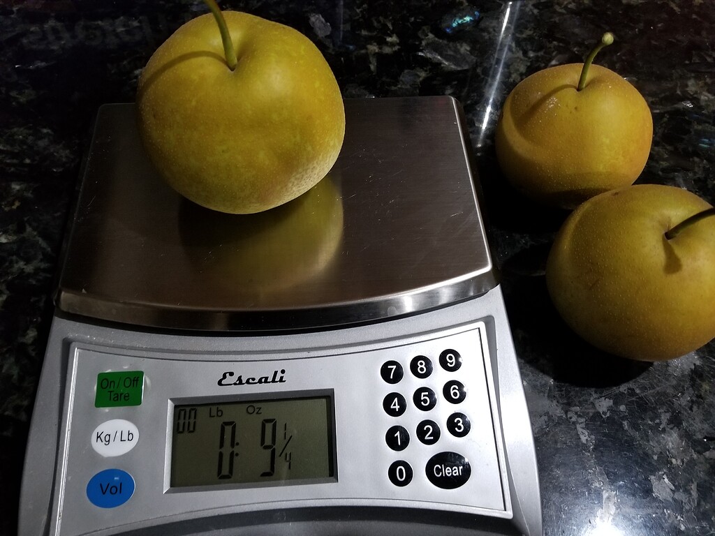 Korasu Asian pear. My own crossed of Korean Giant and Mishirasu ...