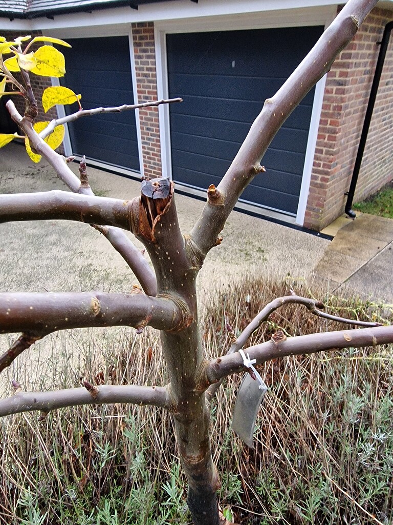 Apple pruning advice - salvaging ugly tree - General Fruit Growing ...