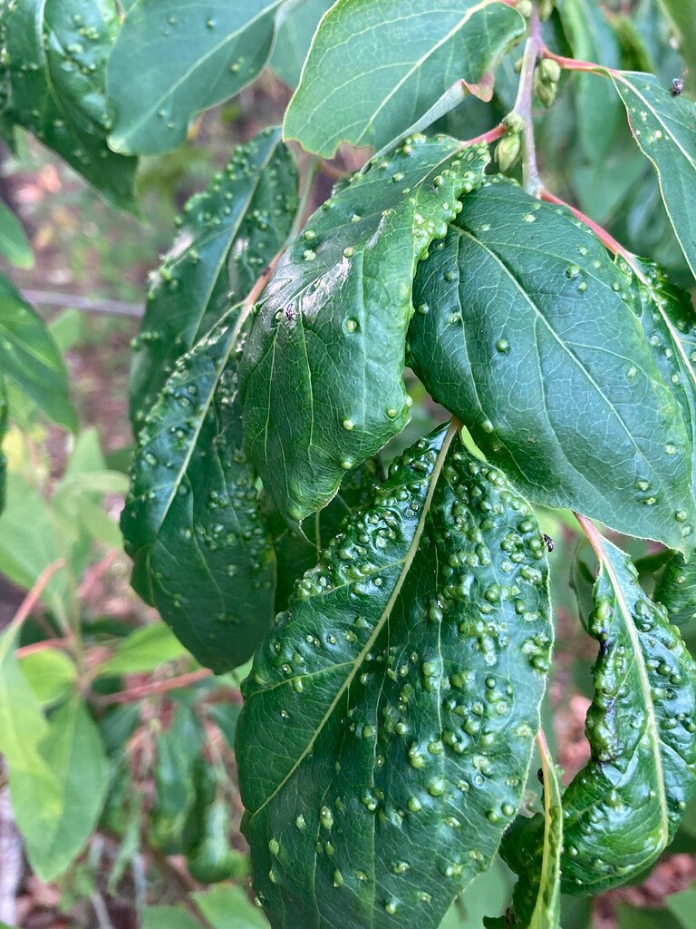Wild persimmon what is this ailment - General Fruit Growing - Growing Fruit
