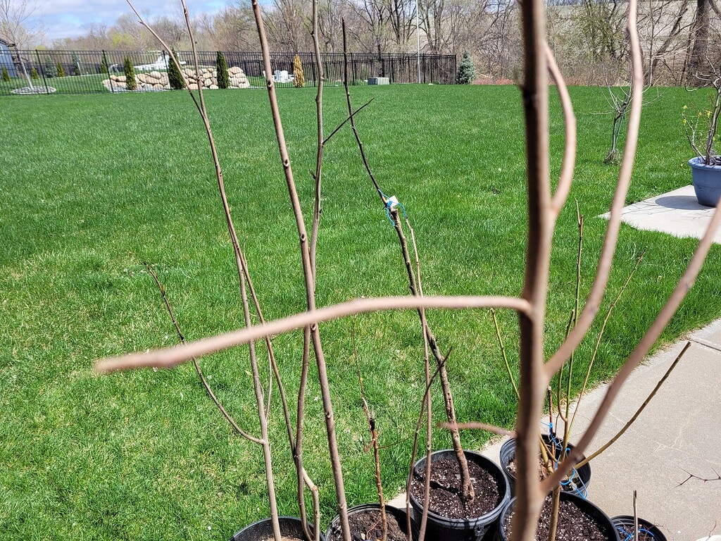 Pawpaw varieties from "Just Peachy" Cherimowest and Camelo about to be ...