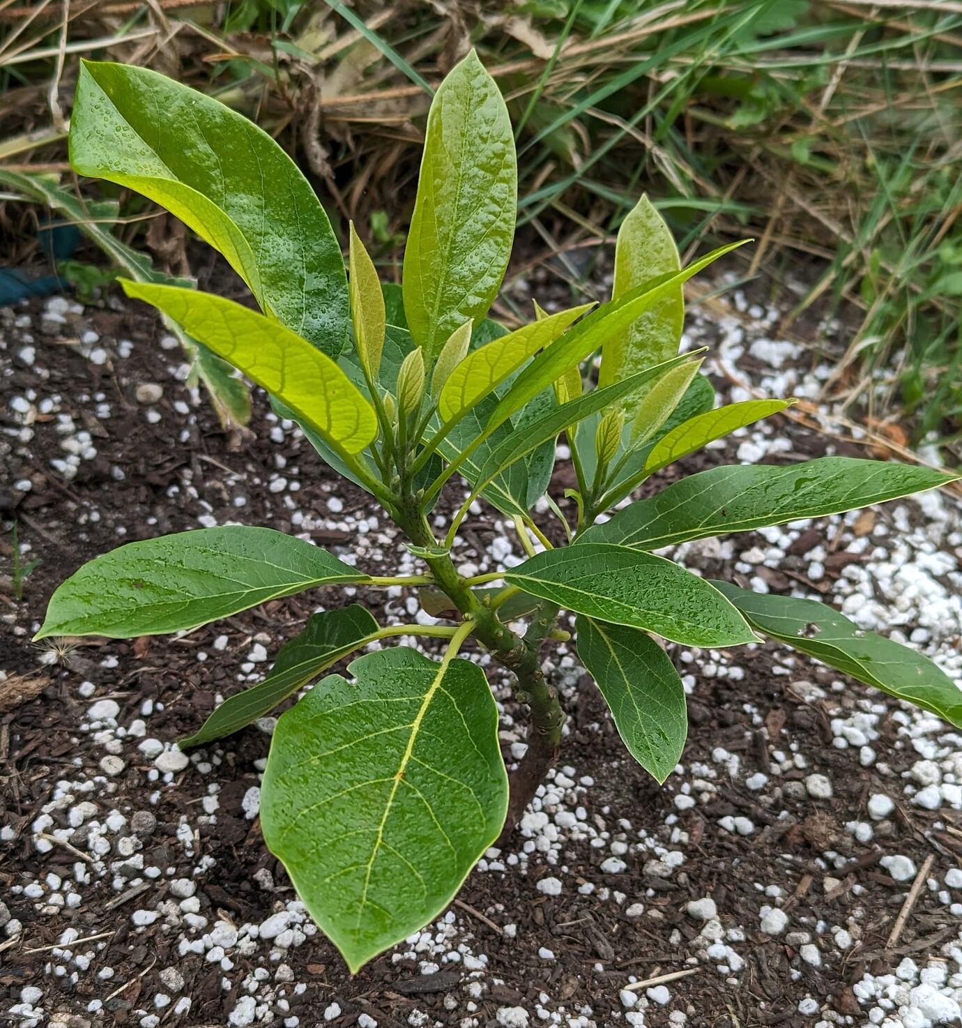 Rooting avocado cuttings - General Fruit Growing - Growing Fruit
