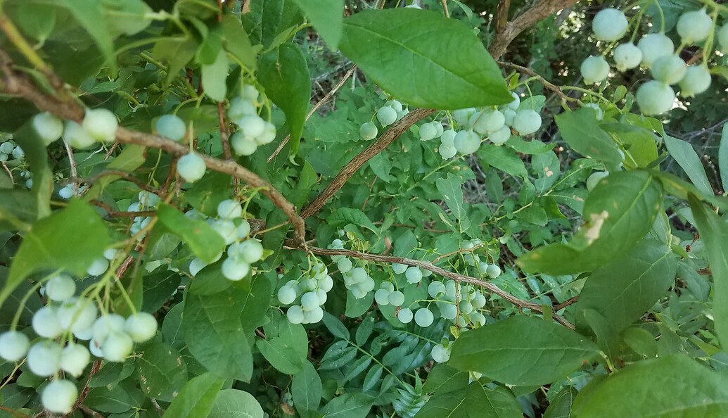 Seeking Eastern Huckleberries - General Fruit Growing - Growing Fruit