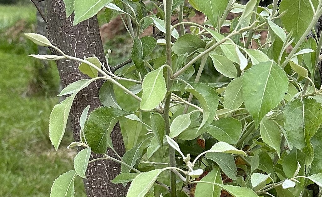 Pear, Pear rootstock ID, and what and how to graft? - General Fruit ...