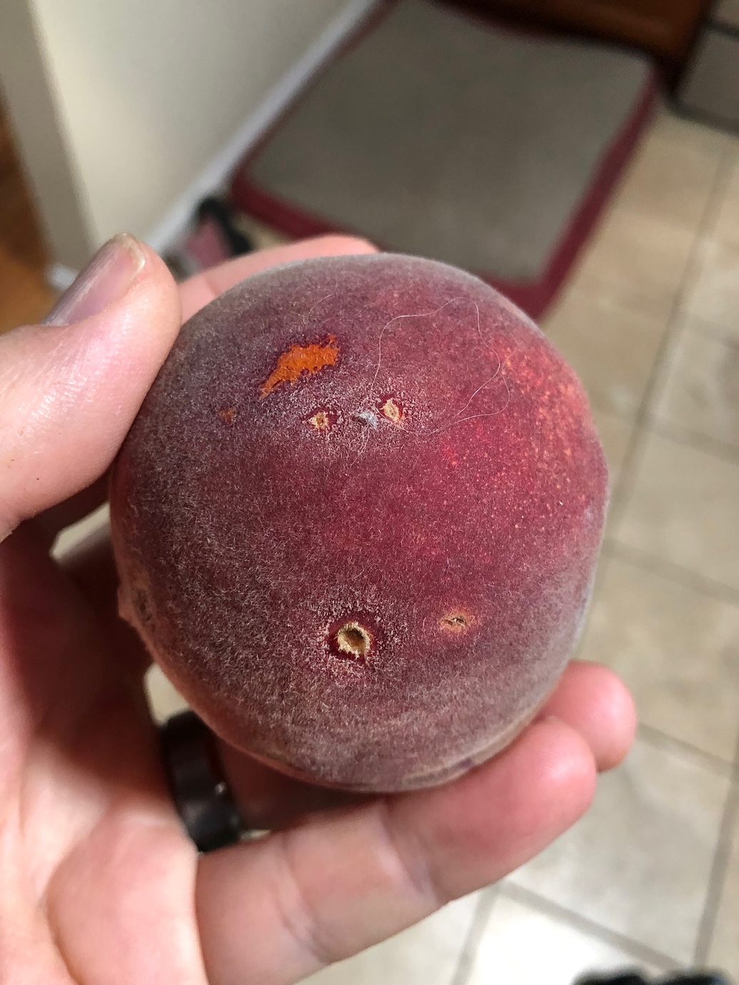 Peach hail damage - General Fruit Growing - Growing Fruit