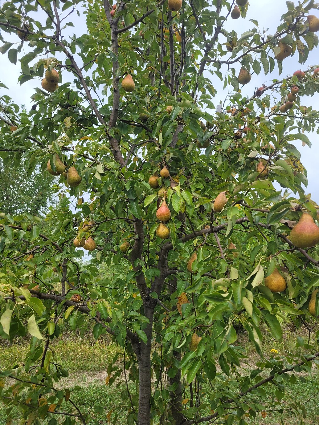 Harrow sweet pears aka HW609 - General Fruit Growing - Growing Fruit