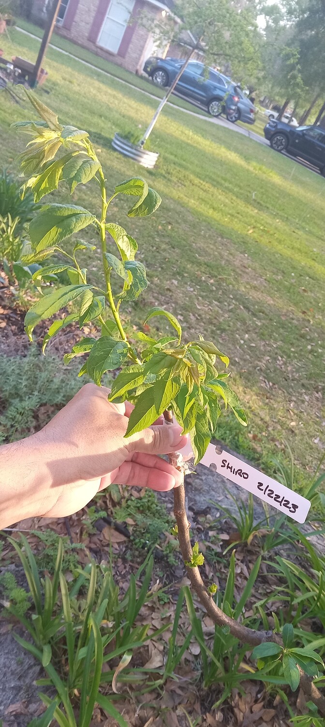 First Attempt at Grafting Stone Fruit - General Fruit Growing - Growing ...