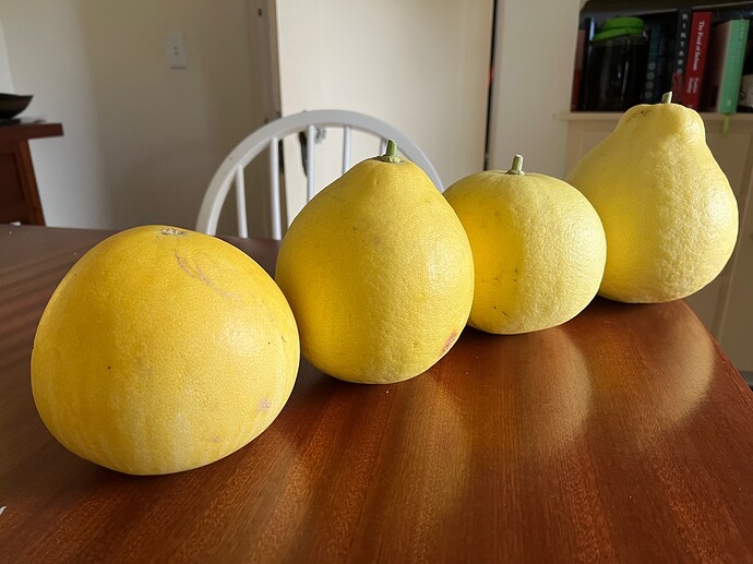 Pomelo variety comparison - General Fruit Growing - Growing Fruit