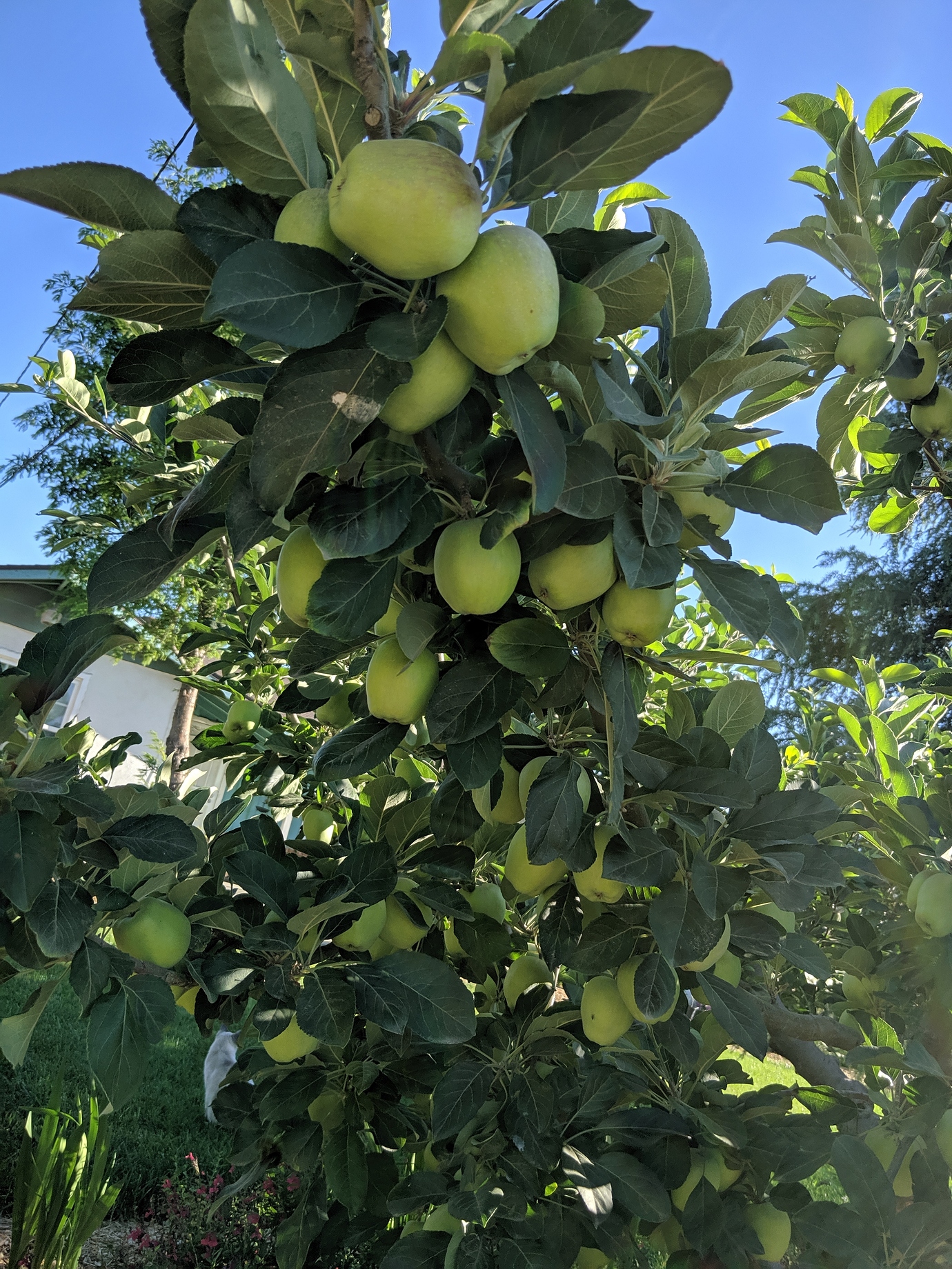 Anna & Dorsett Golden Apple Trees! Oh My! - Pictures! - Growing Fruit