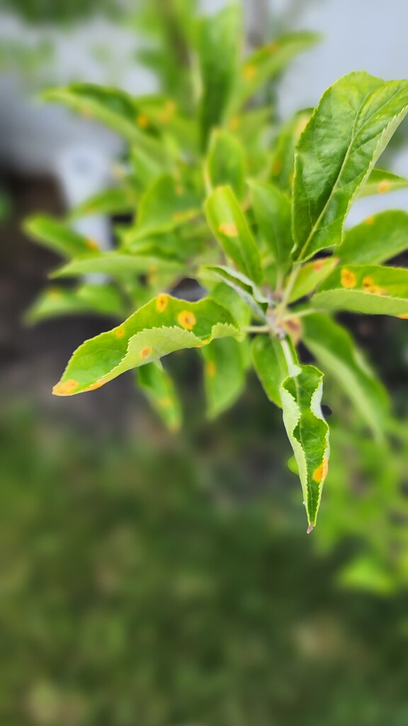 Apple tree leaves color - General Fruit Growing - Growing Fruit