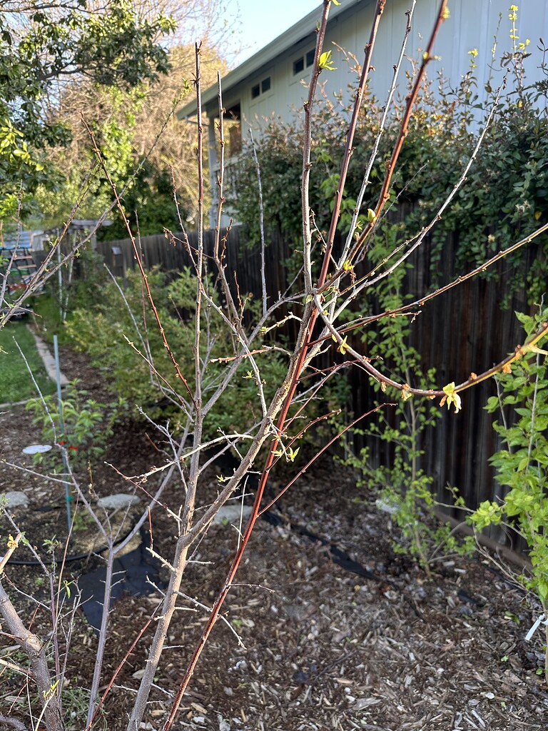 Sweet Treat Pluerry Disease (2nd time, new tree) - General Fruit ...