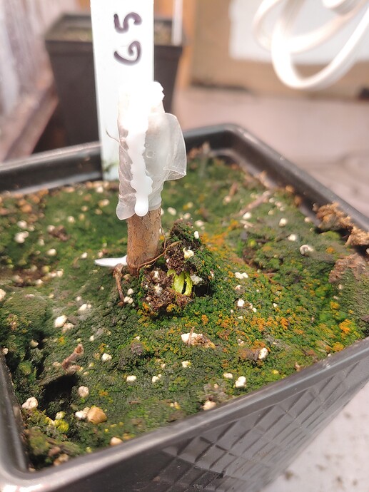 Gisela 5 rootstock - General Fruit Growing - Growing Fruit