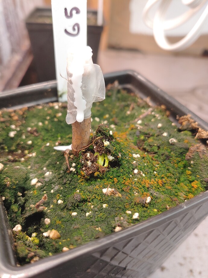 Gisela 5 rootstock - General Fruit Growing - Growing Fruit