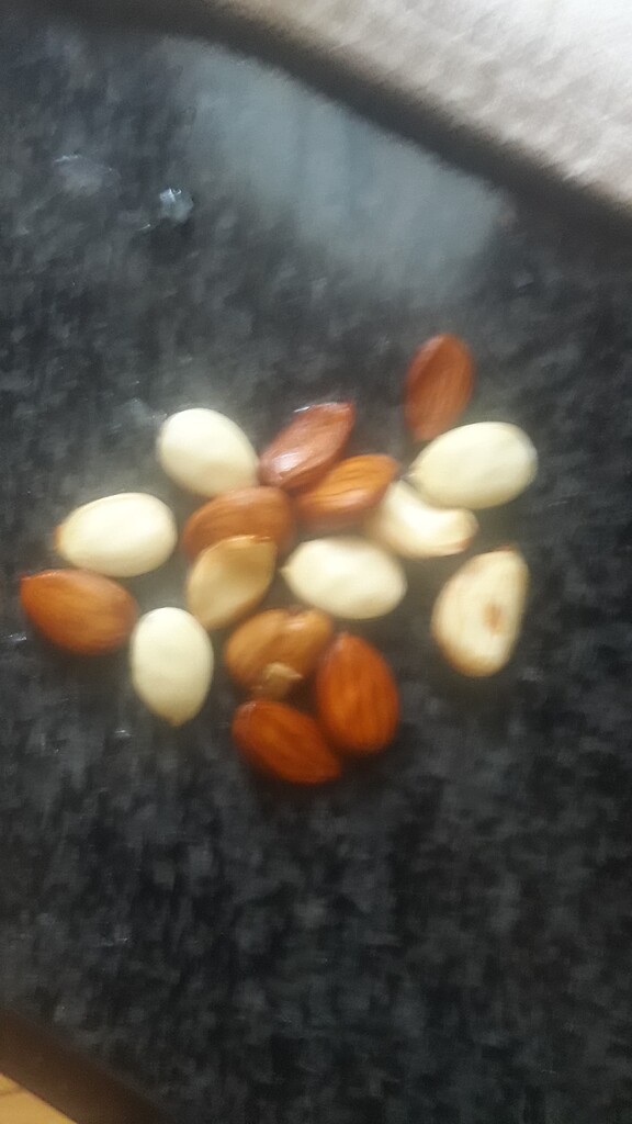 What should peach seeds look like for starting new plants? - General ...