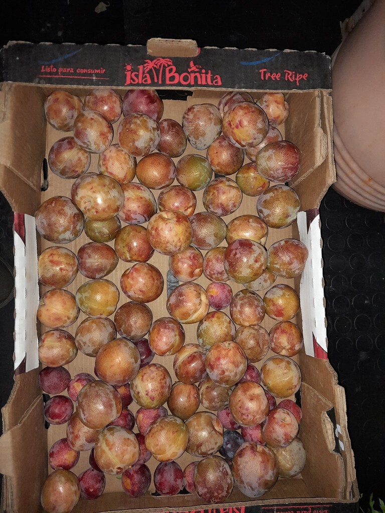 First Harvest of Dapple Fire Pluot - General Fruit Growing - Growing Fruit