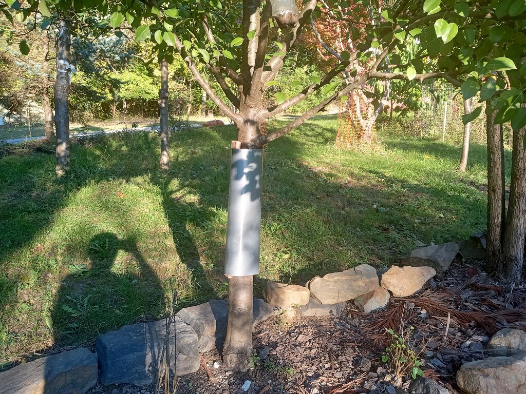 Squirrel, Coon, and Possum Defense - General Fruit Growing - Growing Fruit