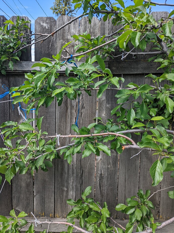 Italian plum pruning advice - General Fruit Growing - Growing Fruit