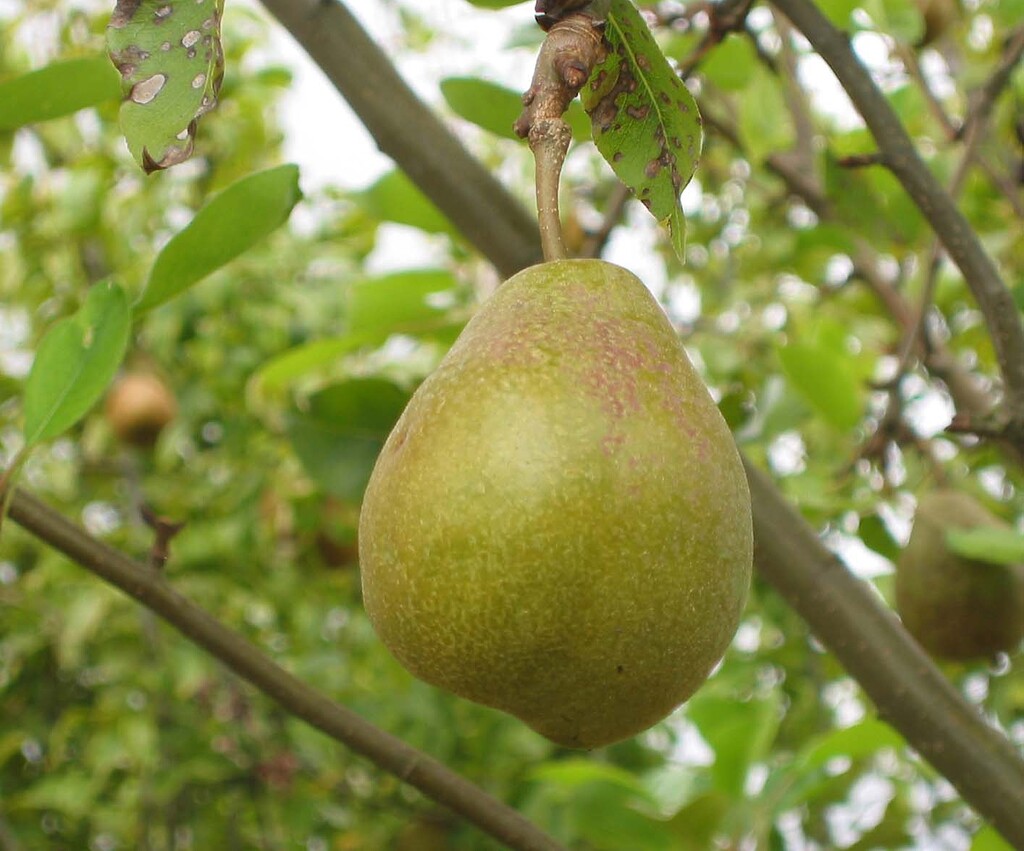 Estella Pear - Ince Orchard Lawrence Kansas - OCT 6 1914 - General ...