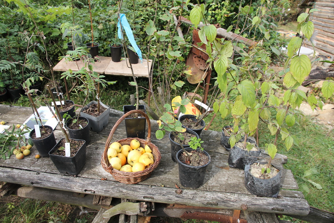 True service tree (Sorbus Domestica) - Pictures! - Growing Fruit