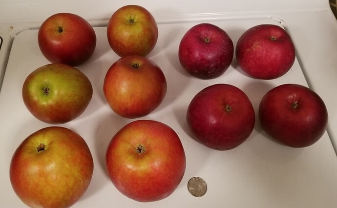 Nice Fruit from VVA - General Fruit Growing - Growing Fruit