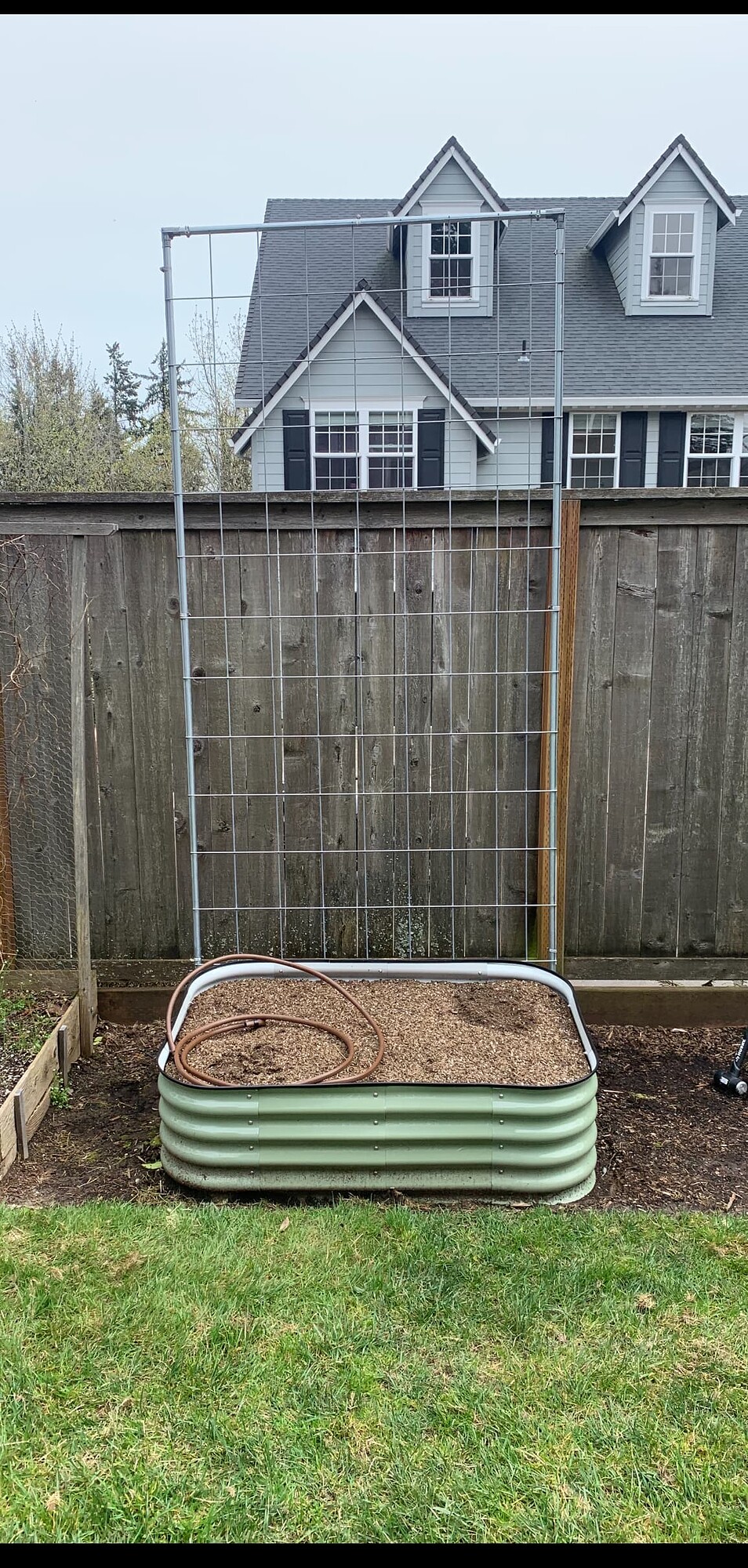 Cattle Panels Horizontally for brambles/cane berries - General Fruit ...