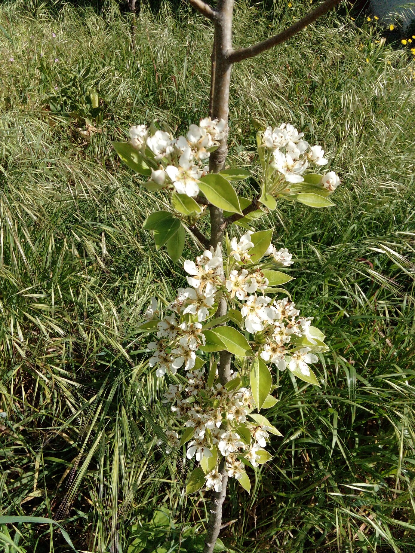 Deveci Pear - Sourced from Englands - General Fruit Growing - Growing Fruit