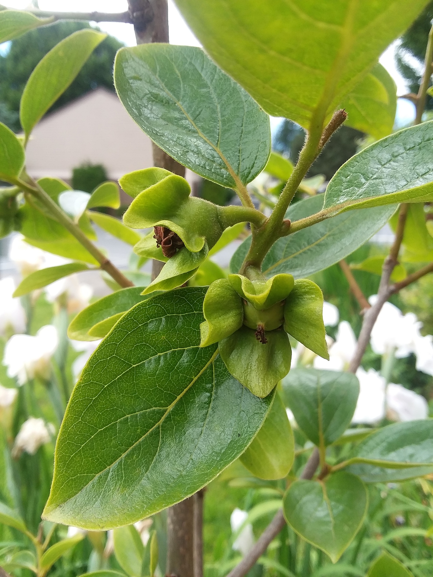 New persimmon varieties - General Fruit Growing - Growing Fruit