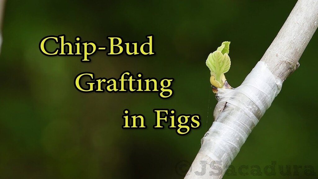 Video - All you need to know about chip-budding fig trees - General ...