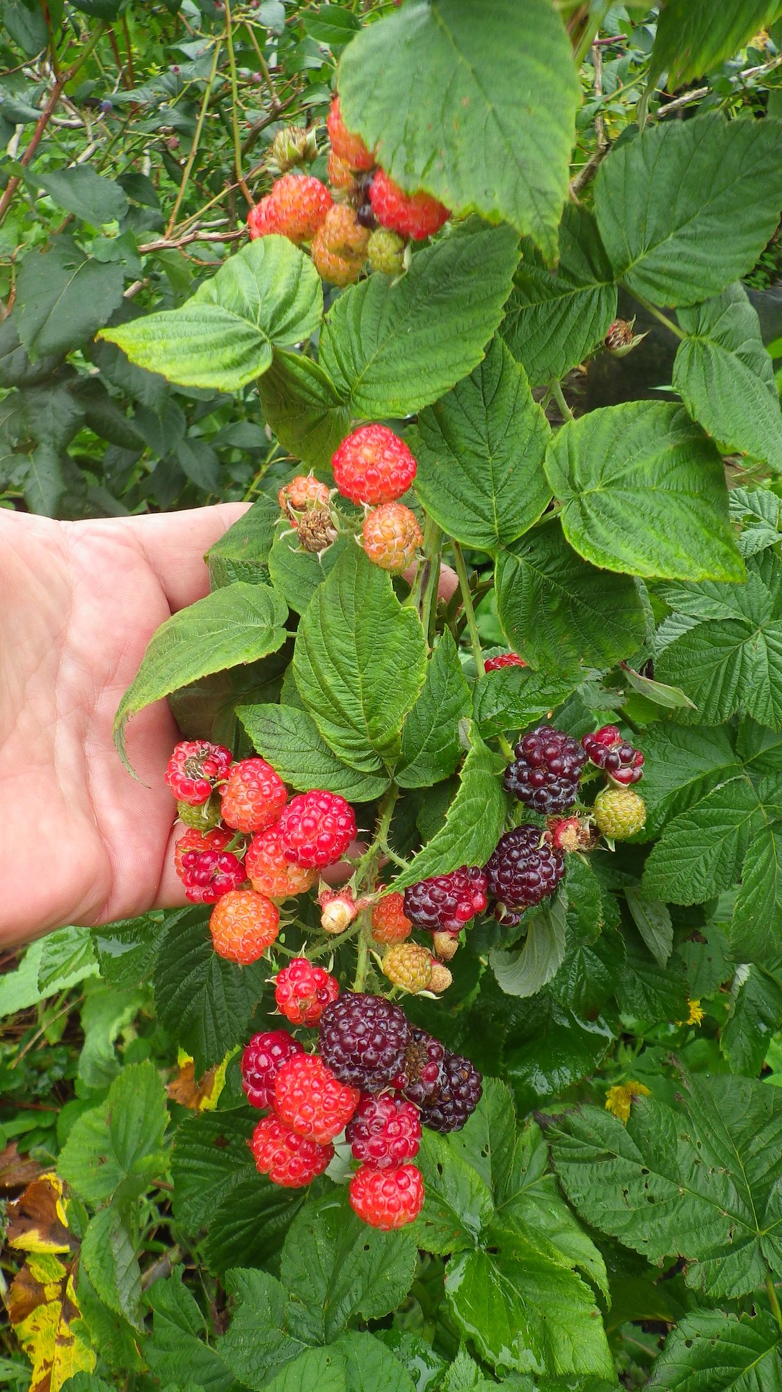 Black/Purple/Yellow Raspberry Varieties - General Fruit Growing ...