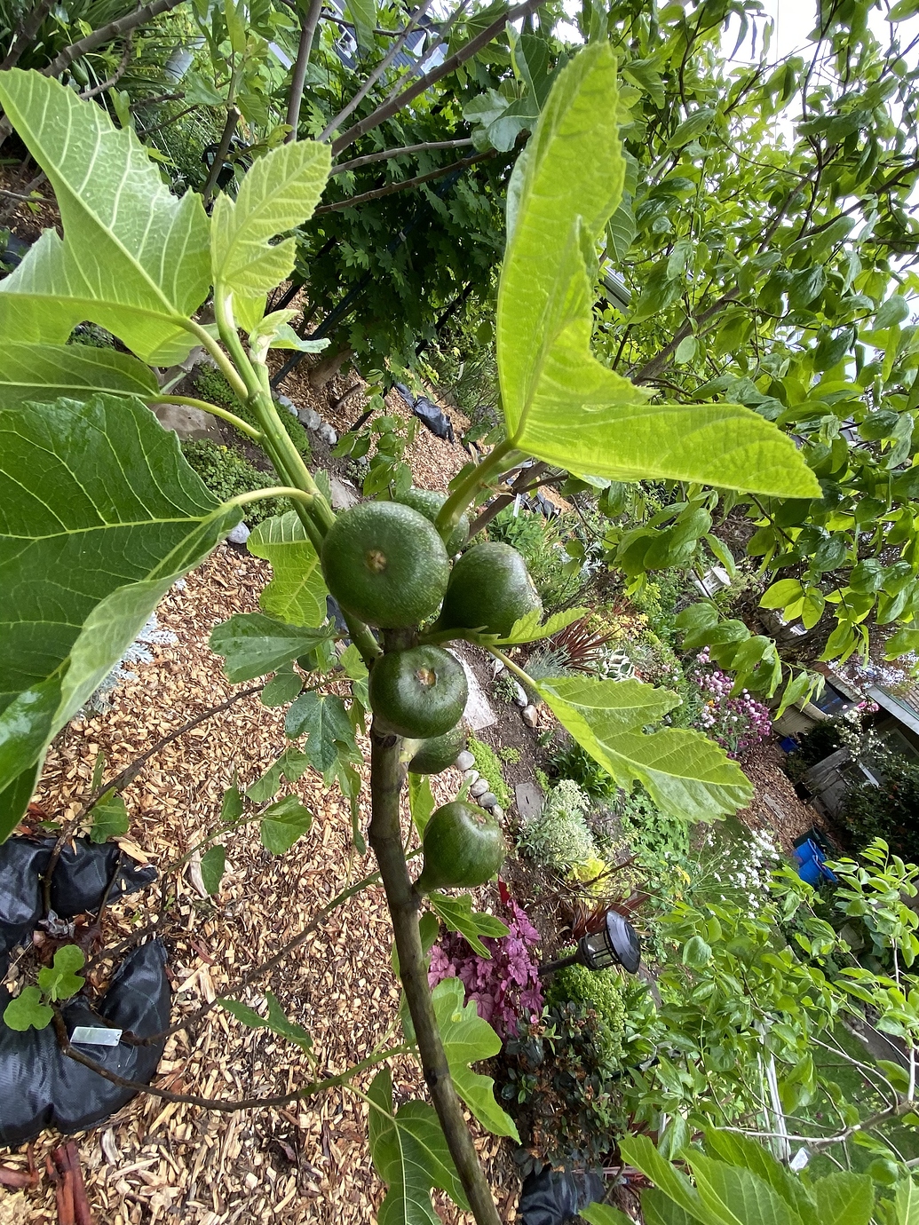 Breba fig report - General Fruit Growing - Growing Fruit