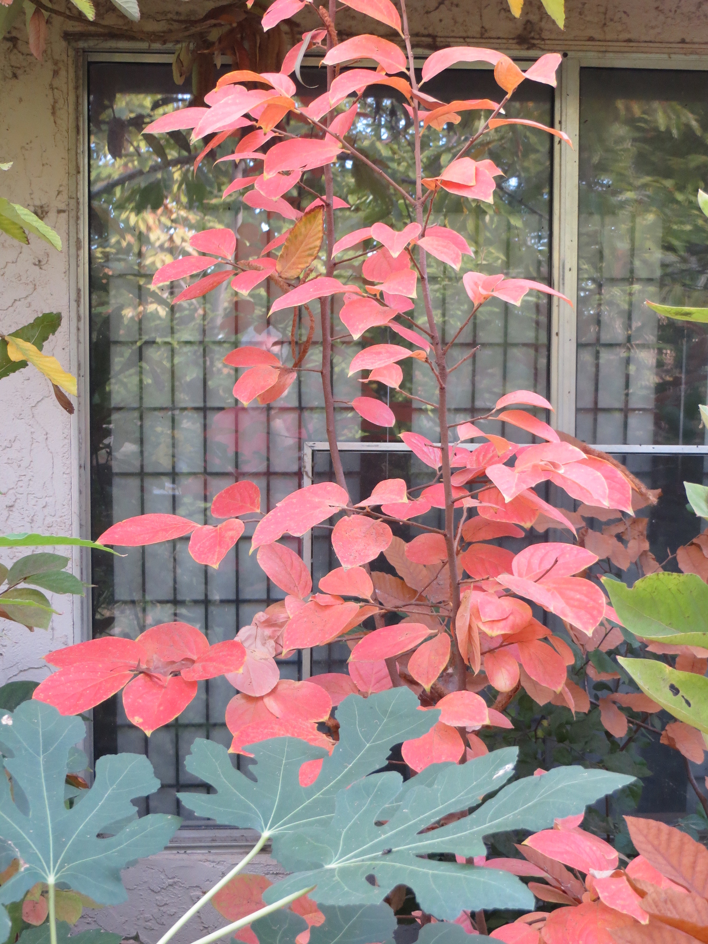 Persimmon Fall Color - General Fruit Growing - Growing Fruit
