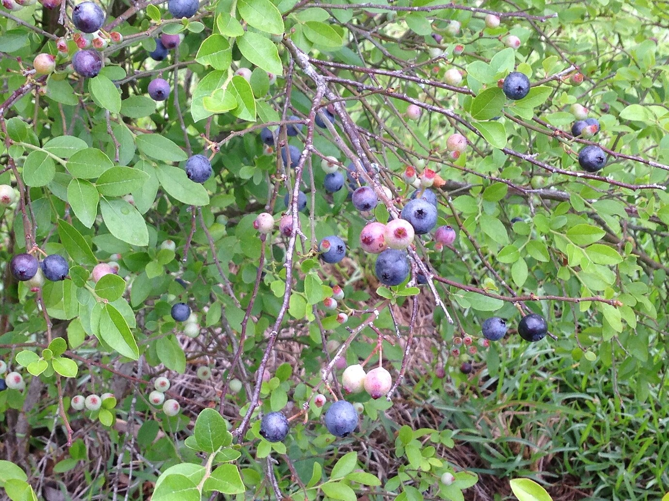 Huckleberries AKA May Berries, AKA Elliot's Blueberry AKA Vaccinium ...