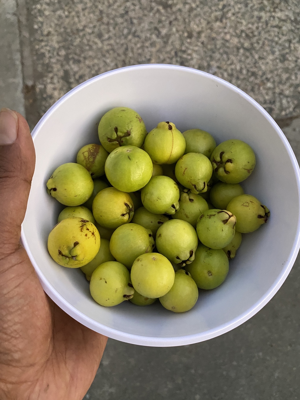 Growing different varieties of Guava - General Fruit Growing - Growing ...