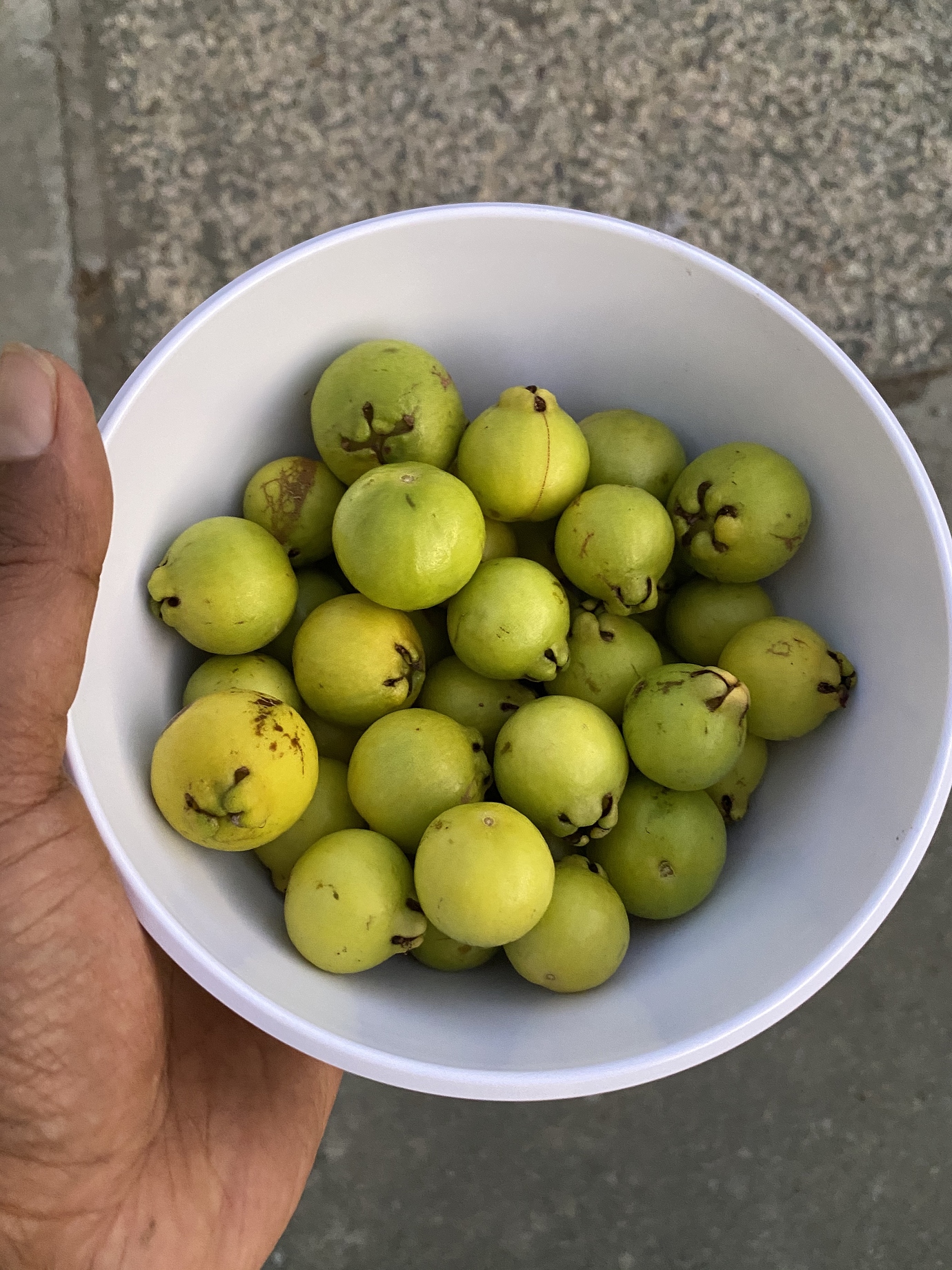 Growing different varieties of Guava - General Fruit Growing - Growing ...