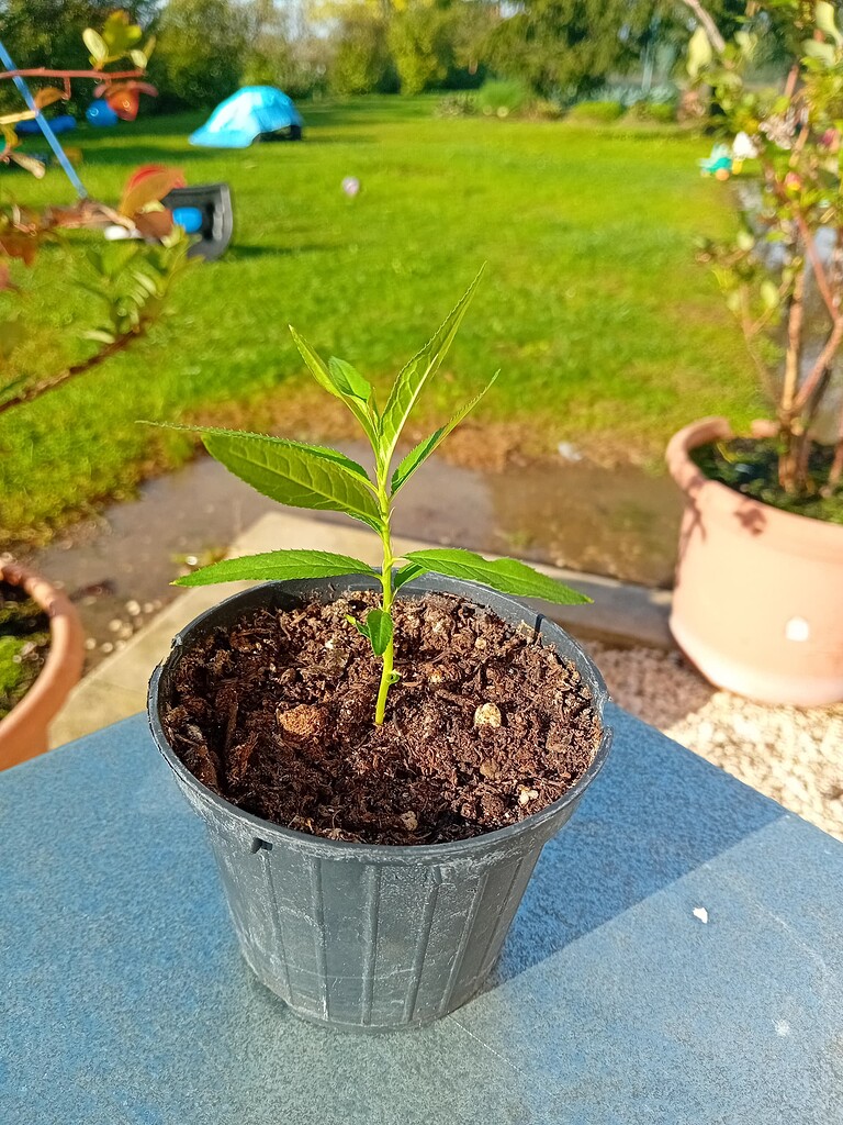 Pruning a few weeks old peach tree grown from seed - General Fruit ...