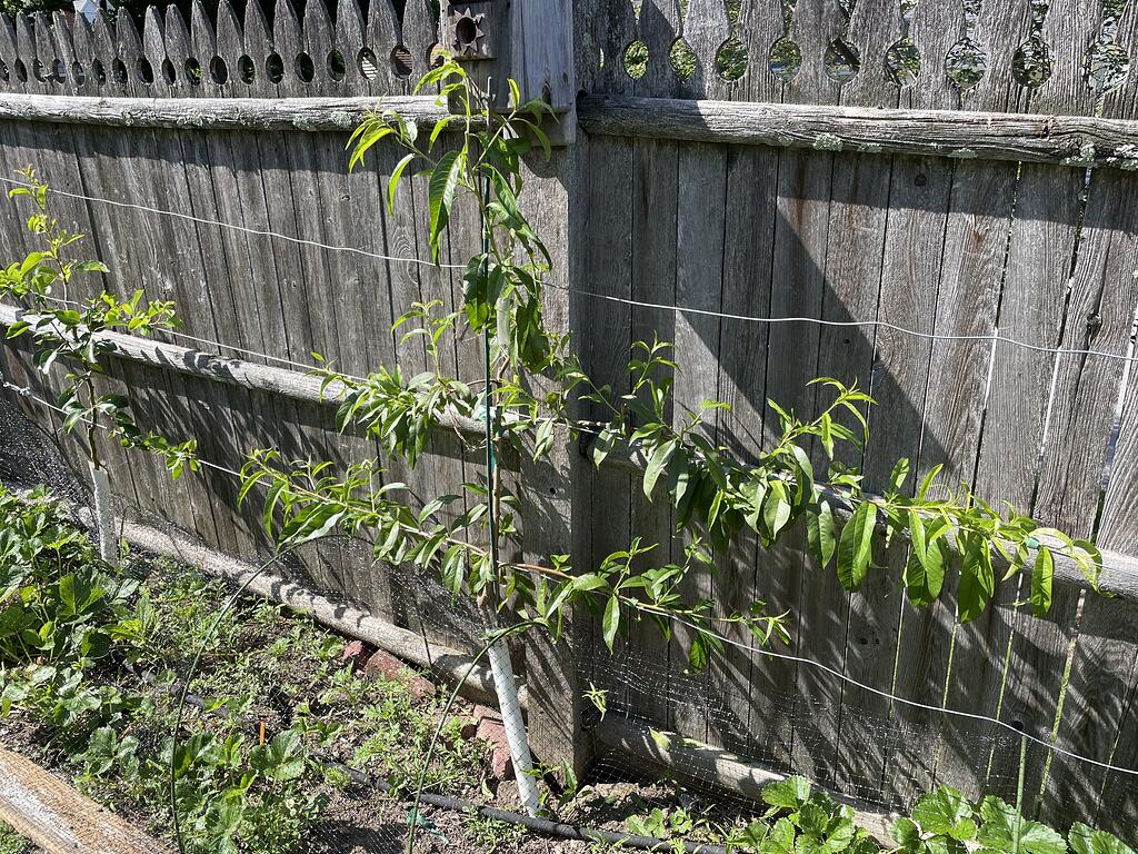 Grow peach as espalier or fan? - General Fruit Growing - Growing Fruit