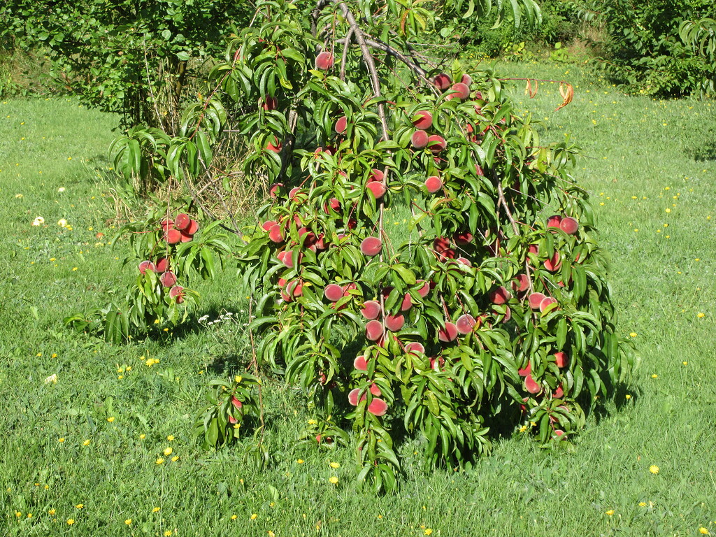 Seedling peach tree - General Fruit Growing - Growing Fruit