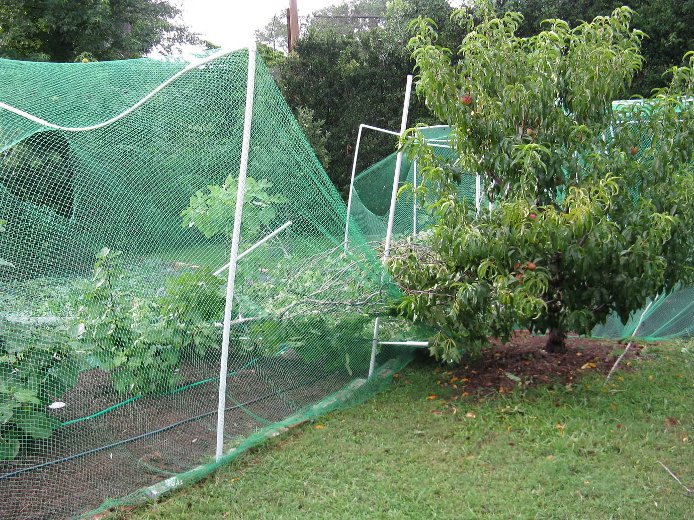 Wind Damage - Pictures! - Growing Fruit